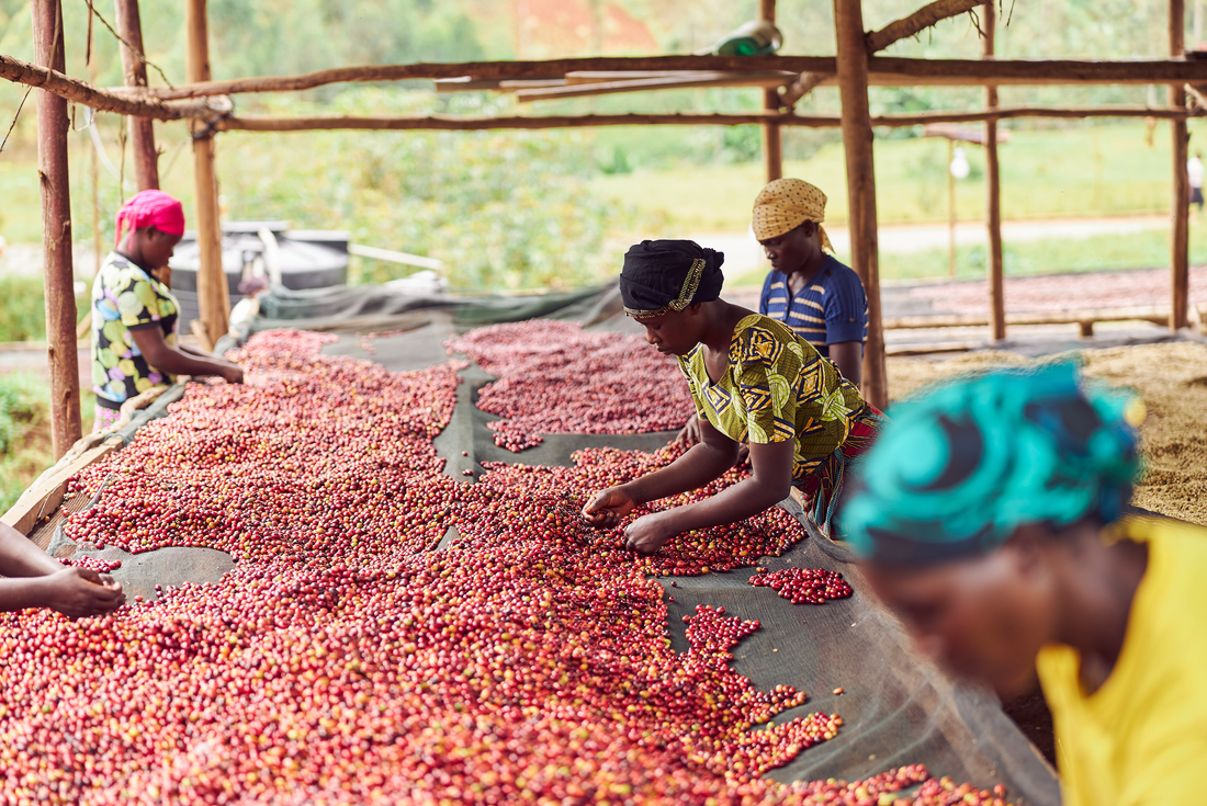 Asheville Coffee Roasters | Cooperative Coffee Roasters