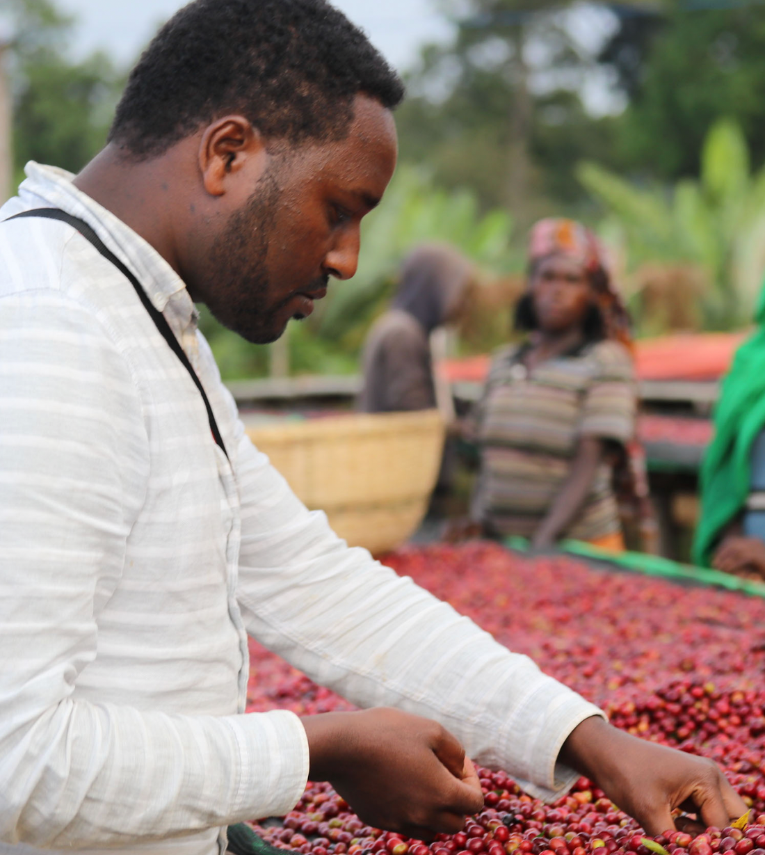 Asheville Coffee Roasters | Cooperative Coffee Roasters